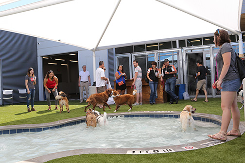 Bark&Zoom Pet Resort Opens at Austin’s Airport | Aviation Pros
