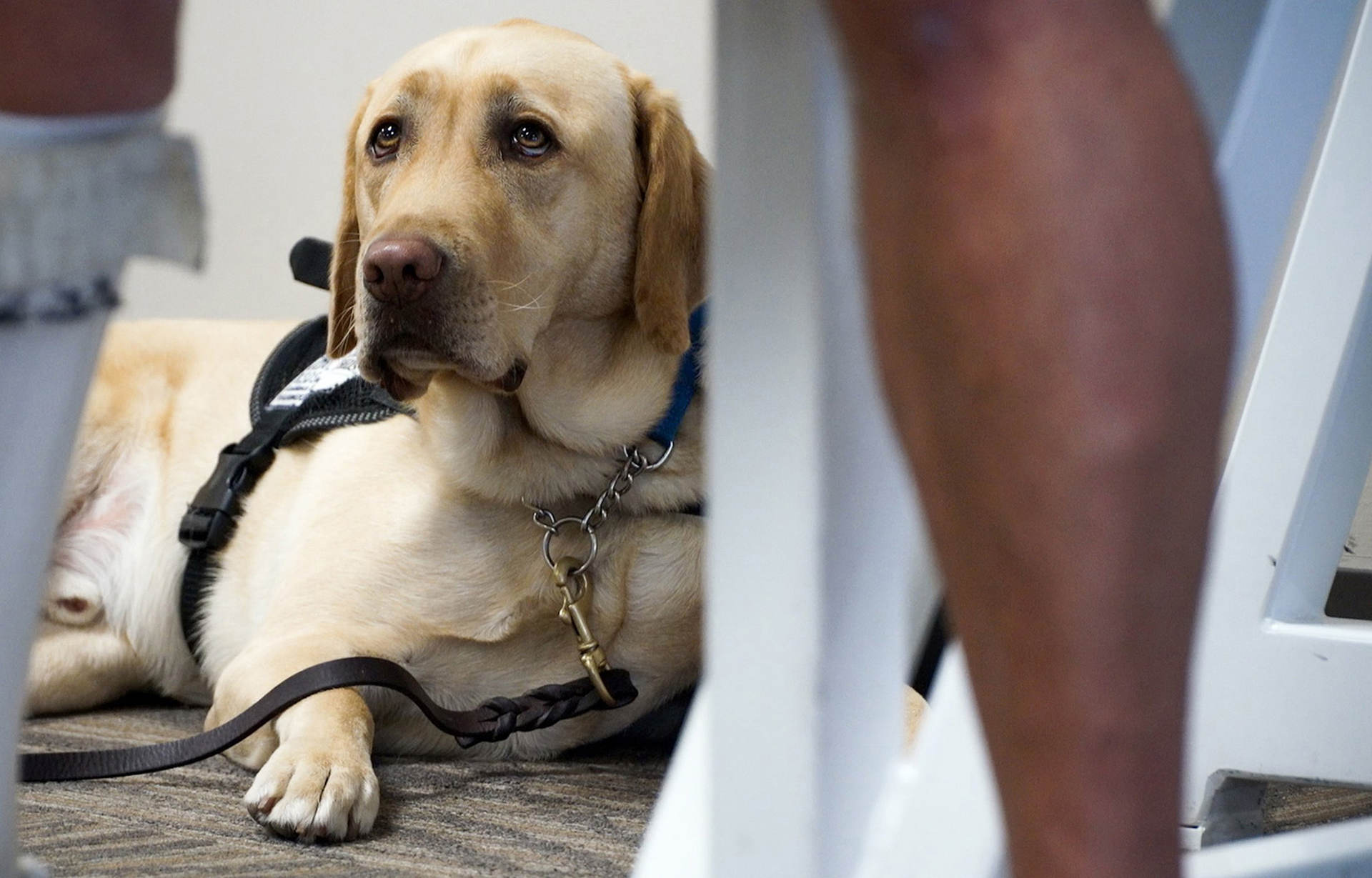 States Struggle To Curb Fake Emotional Support Animals | Aviation Pros